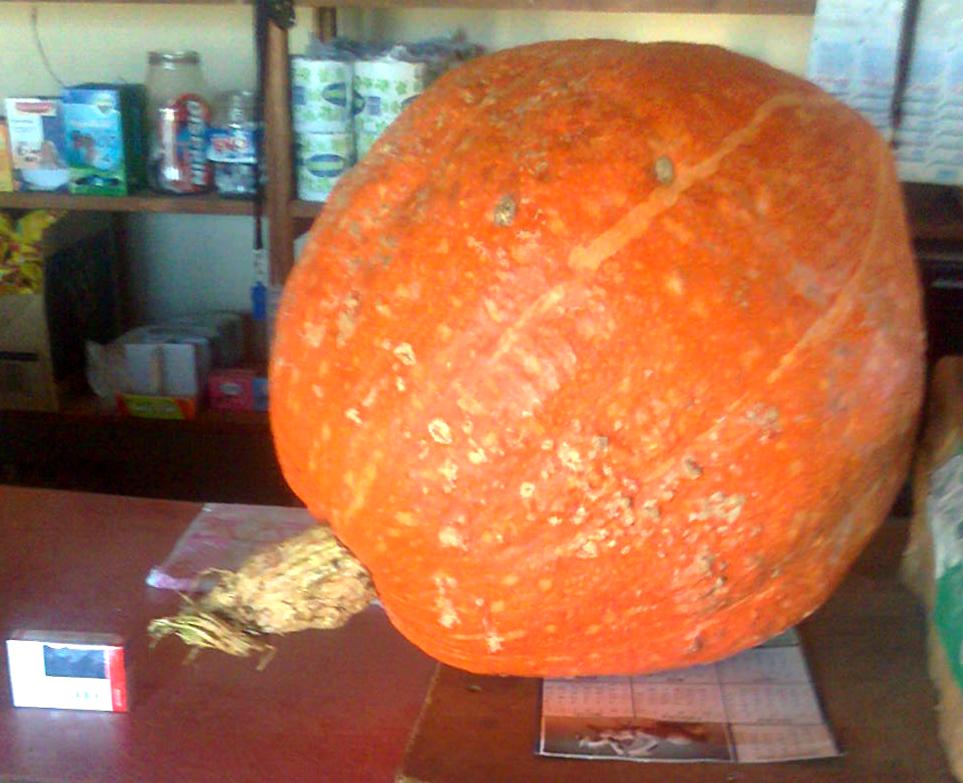 Enorme pampoen vir BBos Basaar | Gansbaai Explore