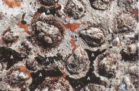 south African limpets