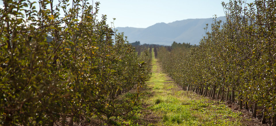 Grabouw - Town Website - Grabouw South Africa - Xplorio™