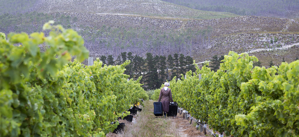 Grabouw - Town Website - Grabouw South Africa - Xplorio™