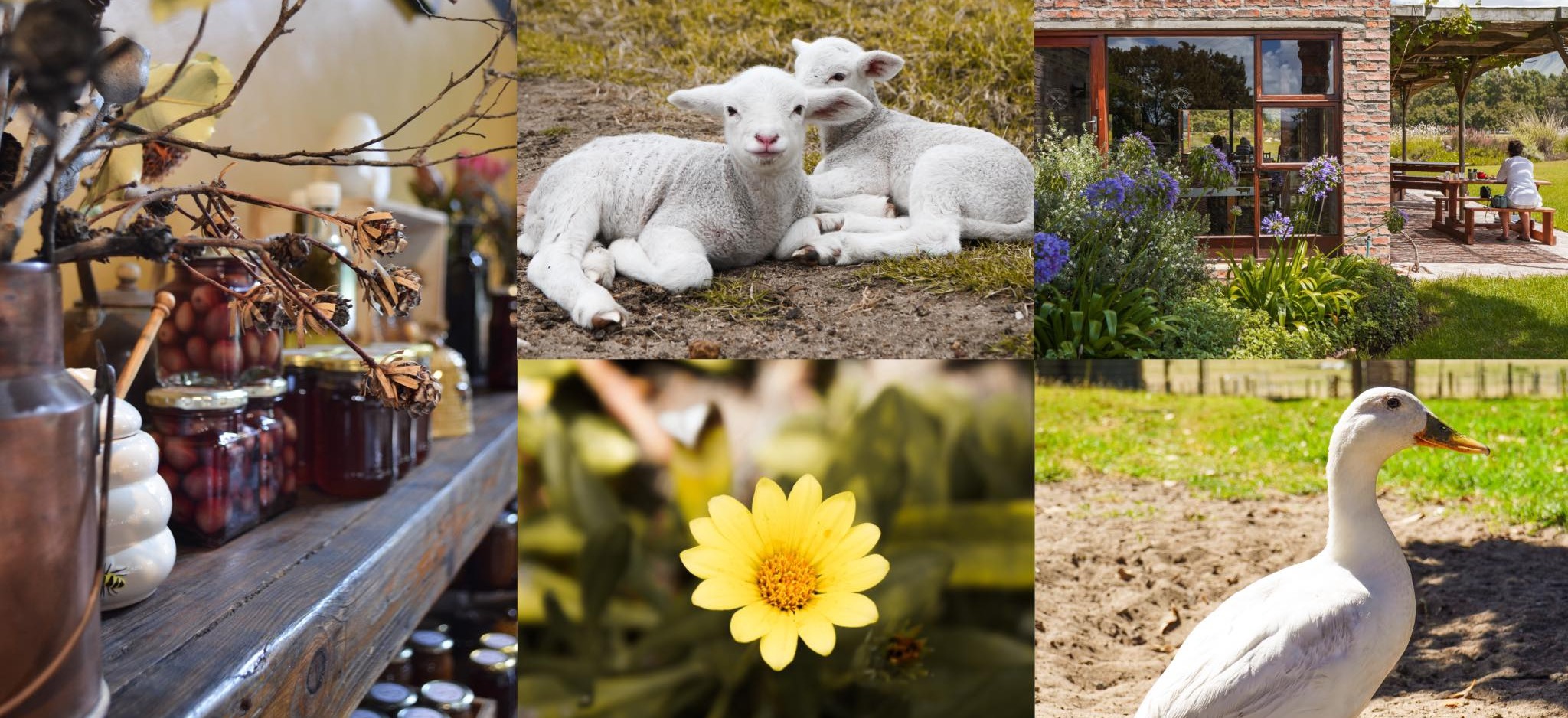 Texas BBQ & Bonfire @ The Harvest: Fork & Farm | Xplorio Stanford