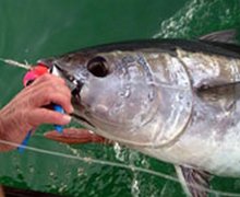 Fishing in Hermanus | Xplorio Hermanus