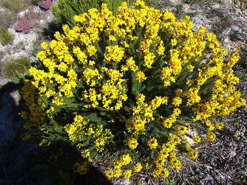 Agulhas Honeybush Tea | Xplorio Bredasdorp