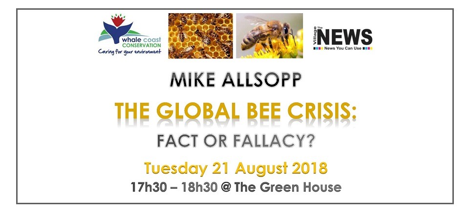 The Global Bee Crisis: Fact or Fallacy | Xplorio Hermanus