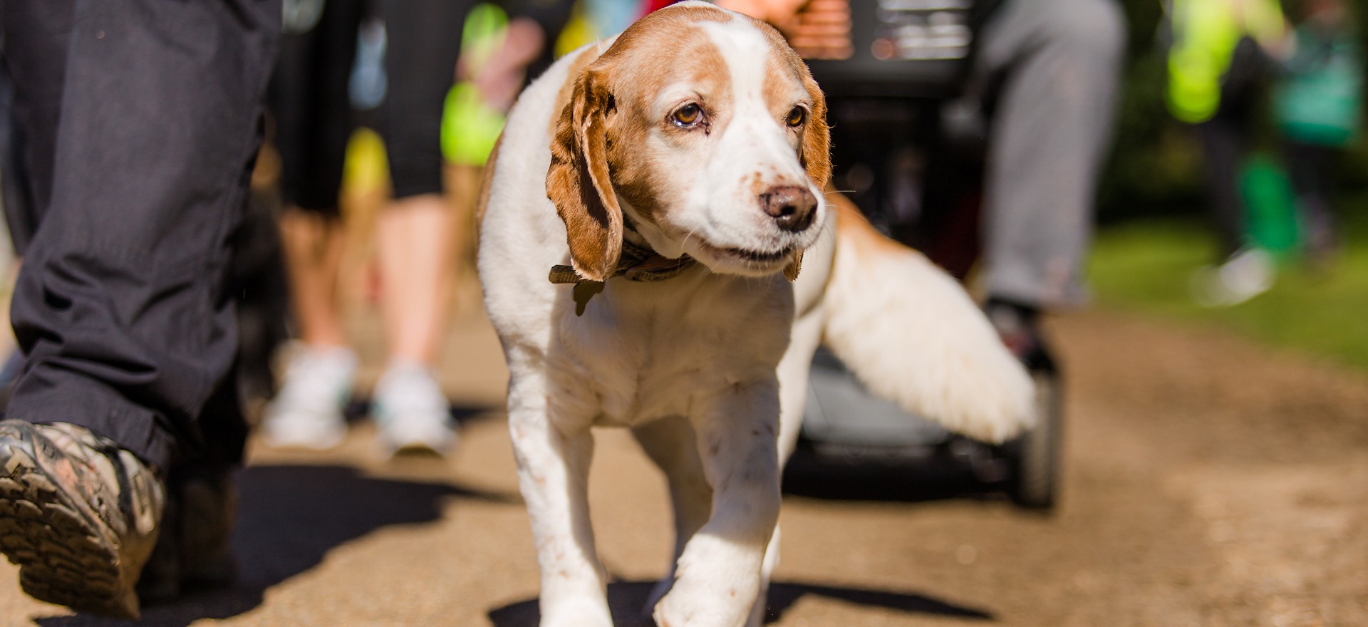 Charity Dog Walk | Xplorio Caledon