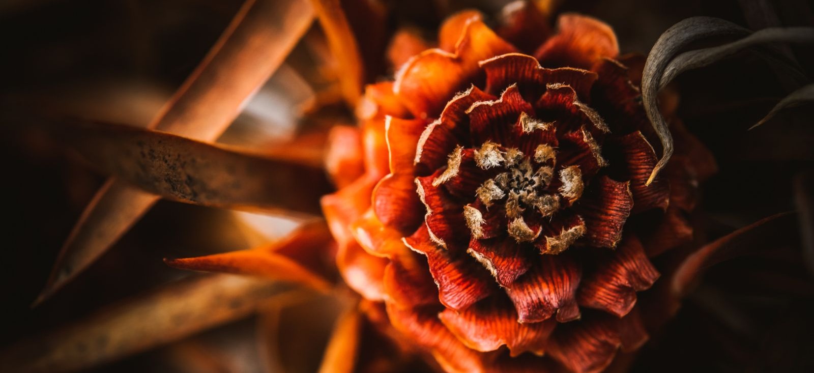 Fynbos and Fire Photography Exhibition | Xplorio Hermanus