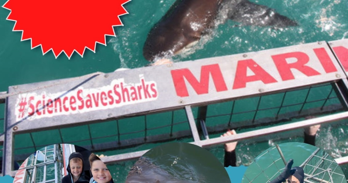 Gansbaai Blog - Next Marine Dynamics Shark Cage Diving Trip: 10 January ...