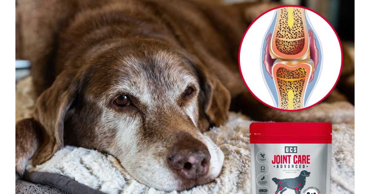 GCS Joint Care Advanced - The Pet Grocer - Xplorio™ Gansbaai