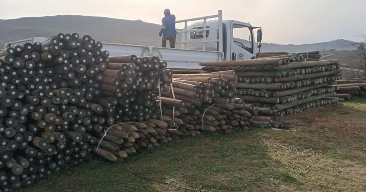 Sharpened Quality Vineyard Pine Poles - Fynbos Pole Depot - Xplorio ...