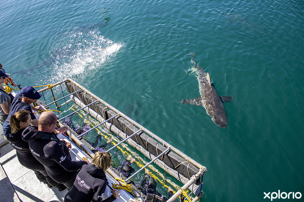 Dive into Adventure with Cape Shark Adventures! - Xplorio™ Gansbaai