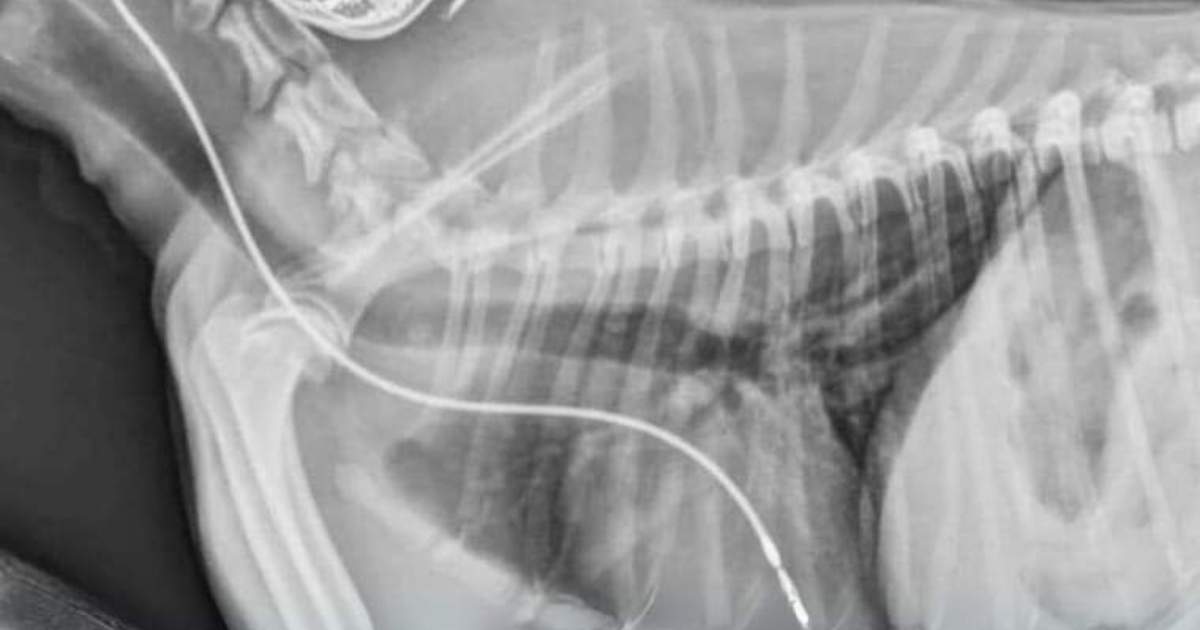 Did you know? A Pacemaker Could Save a Dog’s Life - The Pet Grocer ...