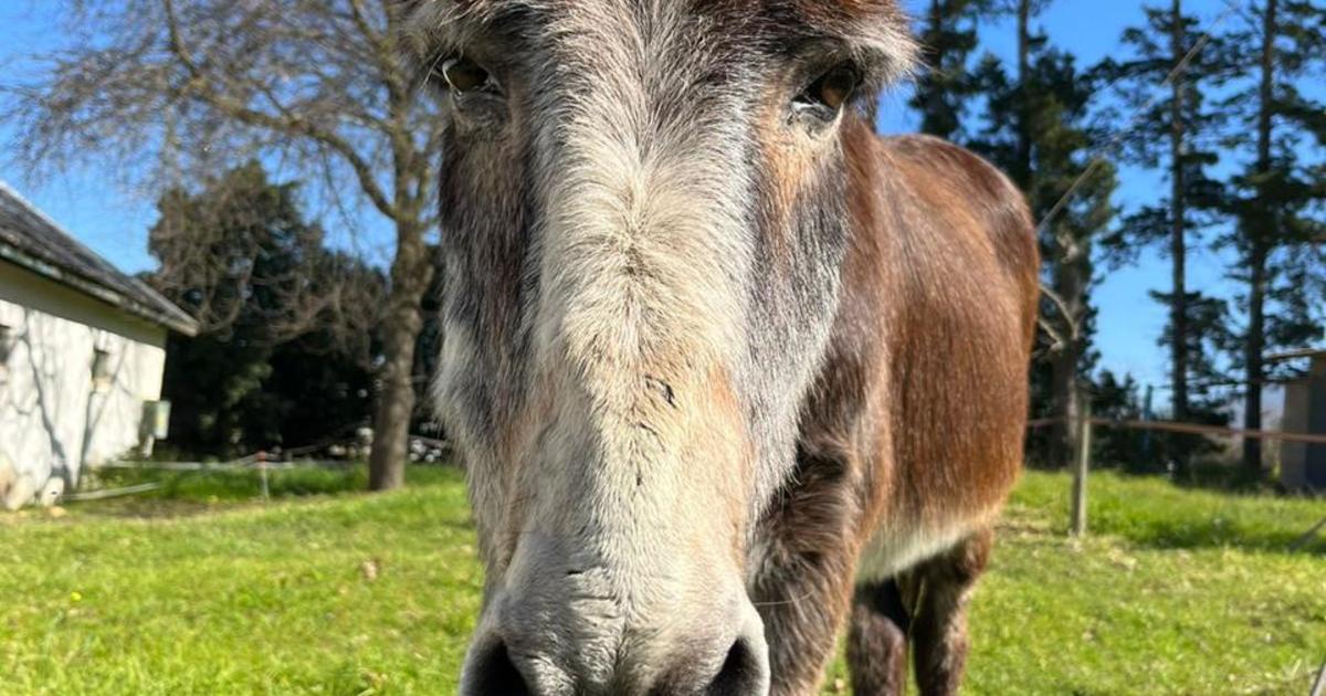 Pedro the Donkey Turns 40 at EARS Sanctuary - Xplorio™ Greyton / Genadendal