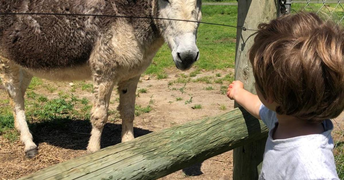 Pedro the Donkey's 40th Birthday Celebration - EARS Donkey Sanctuary ...