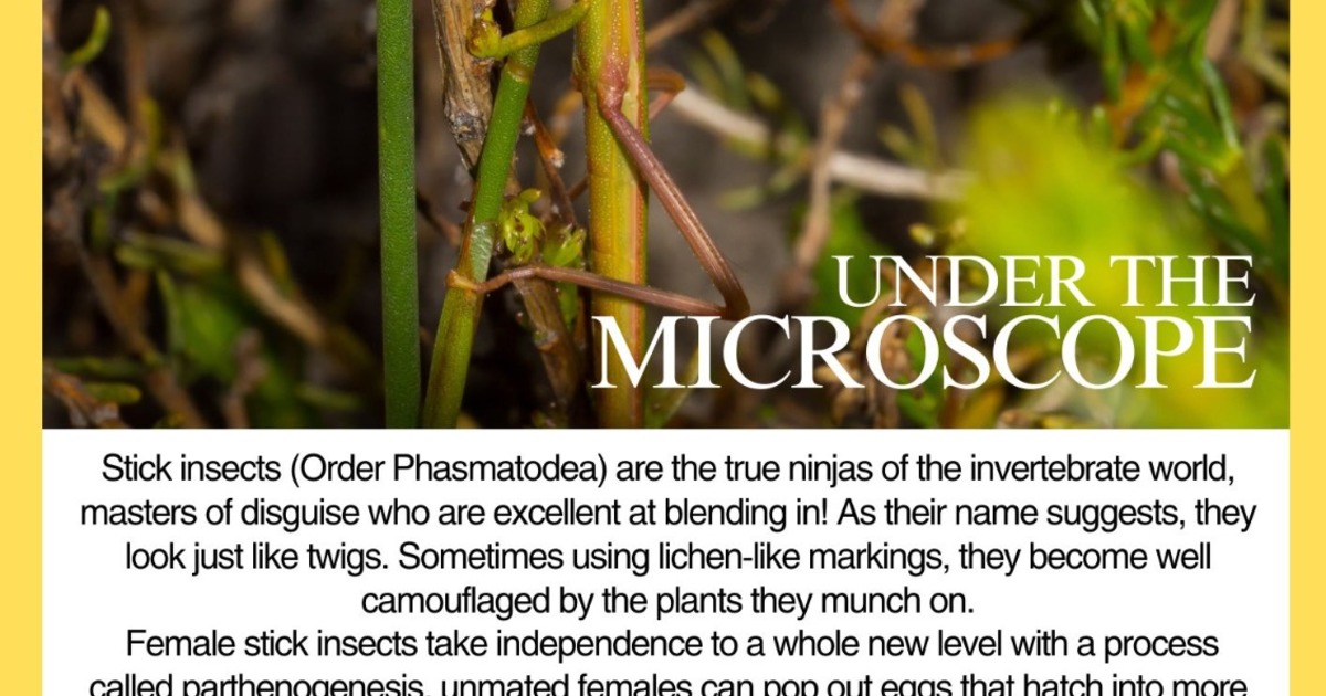Amazing Stick Insects Nature S Masters Of Disguise Grootbos