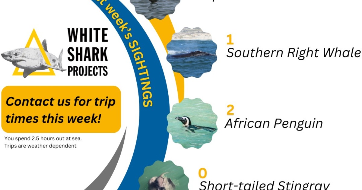 Last Week's Marine Sightings - White Shark Projects - Xplorio™ Gansbaai