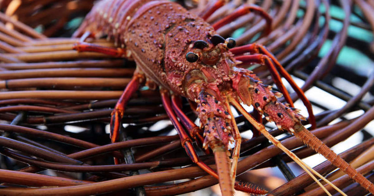 Crayfish Season: Opens 16 December 2024 - Gansbaai Tourism Bureau ...