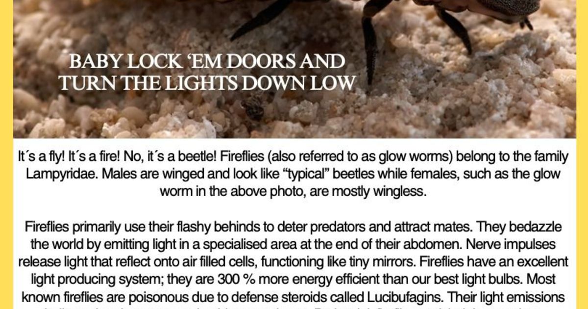 Under the Microscope: Fireflies and Their Flashy Tricks - Grootbos ...