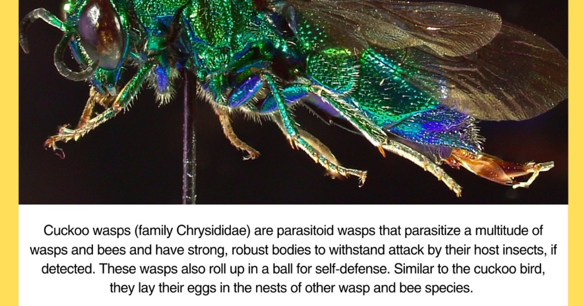Under the Microscope: Meet the Cuckoo Wasp! - Grootbos Foundation ...