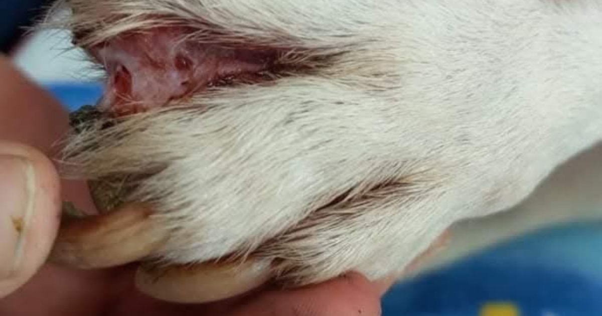 Protect Your Pet’s Paws: Understanding Interdigital Dermatitis - The ...