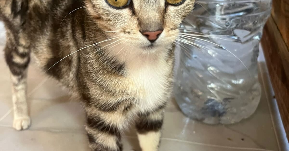 Meet Tabitha! - Stanford Animal Welfare Society - Xplorio™