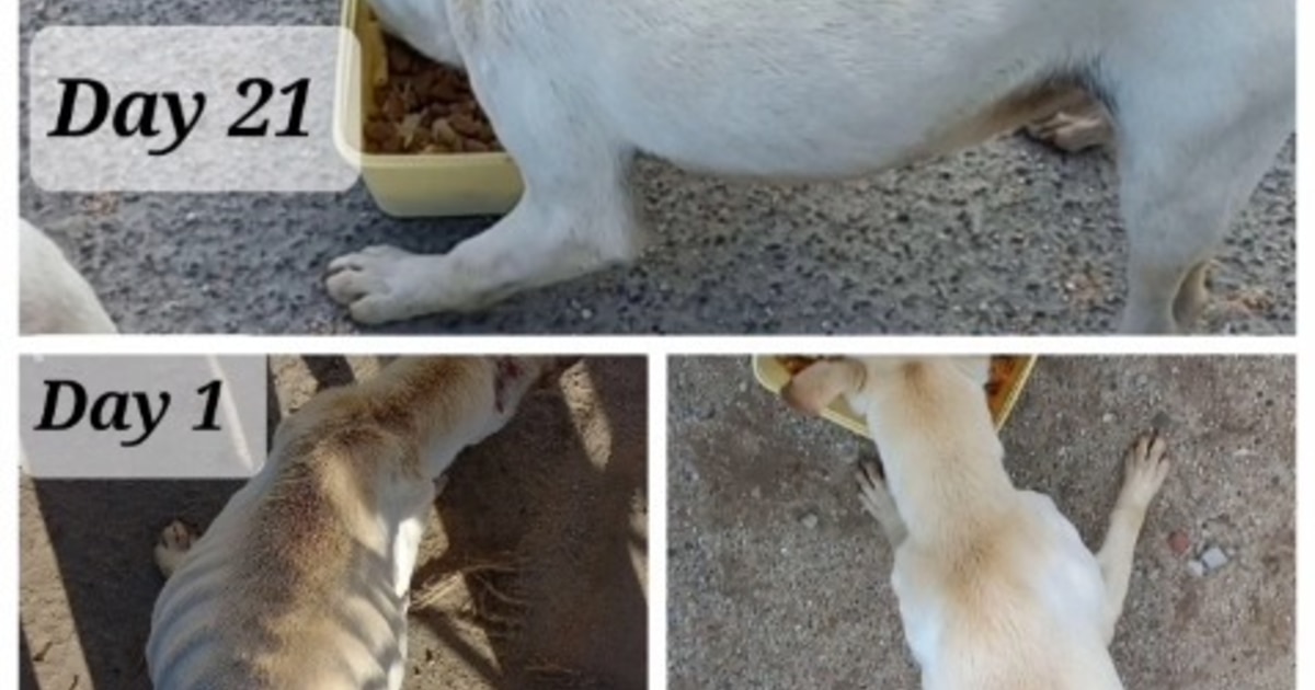 From Neglect to a New Lease on Life - T-Jay’s Happy Ending - Fostering Anim...