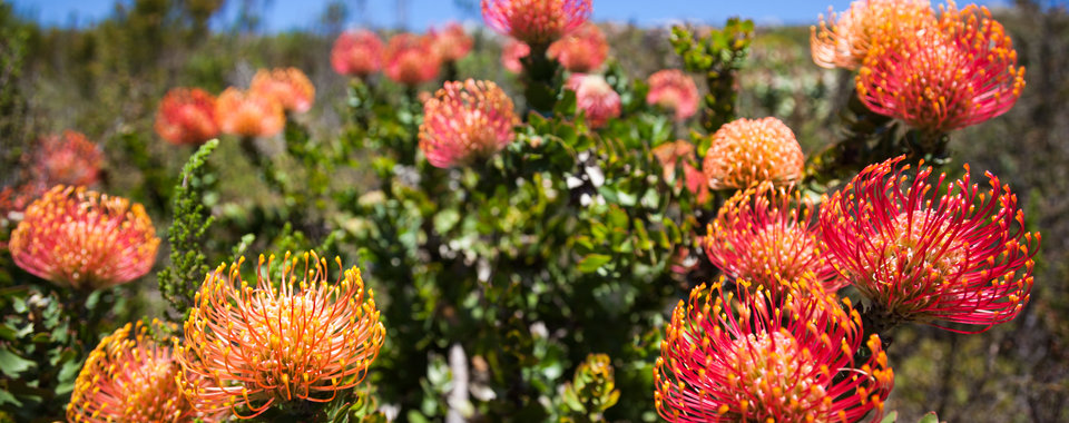 What's Funky about Fynbos | Xplorio Gansbaai