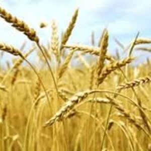 Dankoffer | Xplorio Gansbaai