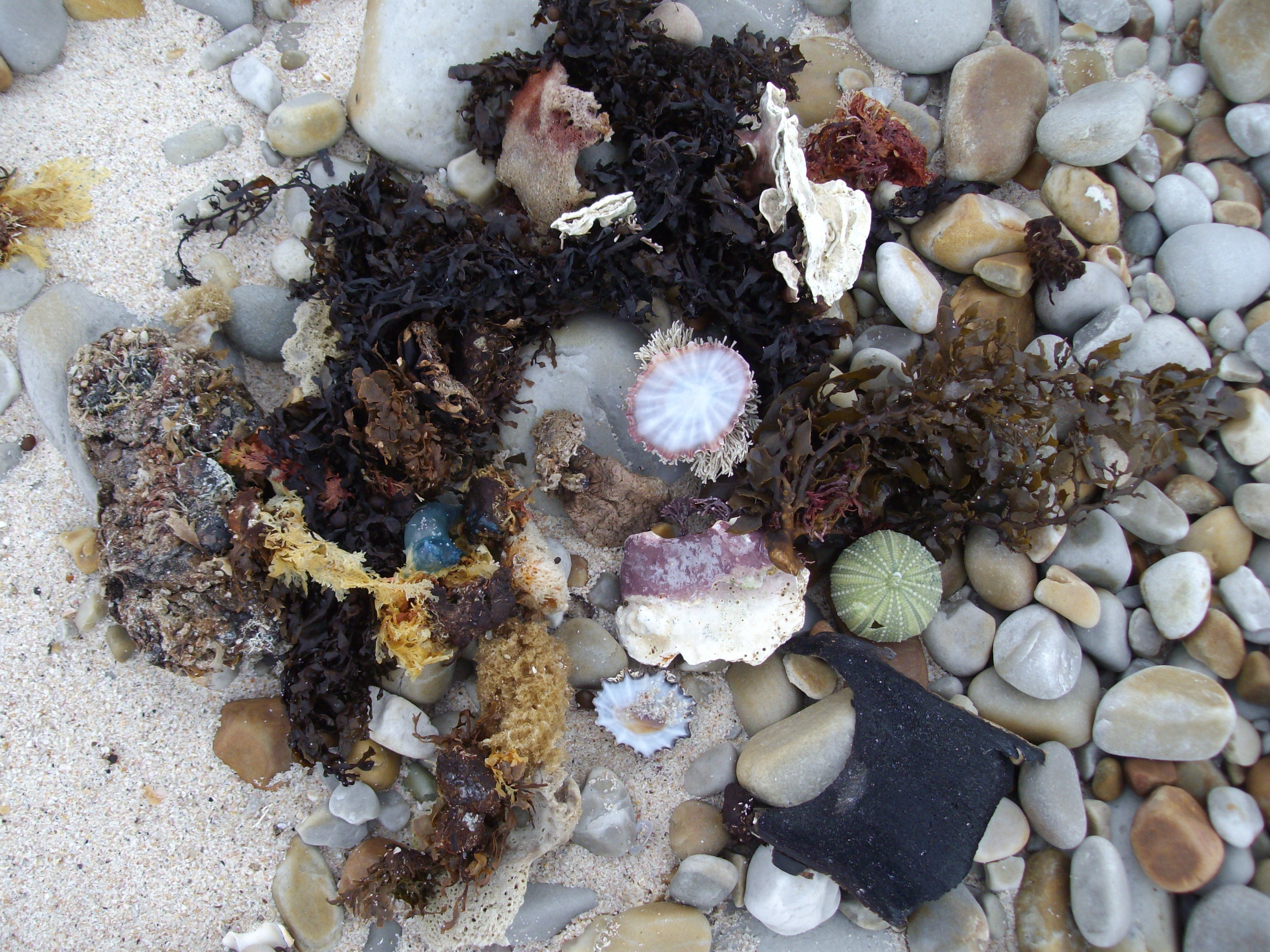 Shell & Sealife Museum | Xplorio Agulhas/Struisbaai