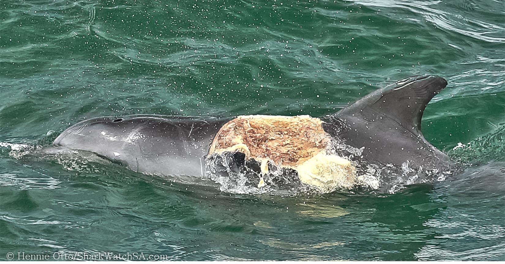 Marine Dynamics gewaar n Bottelneus Dolfyn | Xplorio Gansbaai