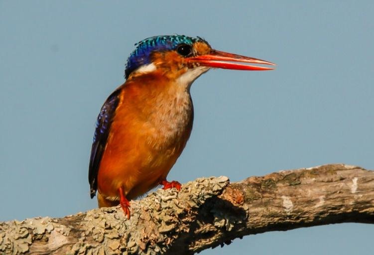 Gansbaai Fotografieklub tops | Xplorio Gansbaai
