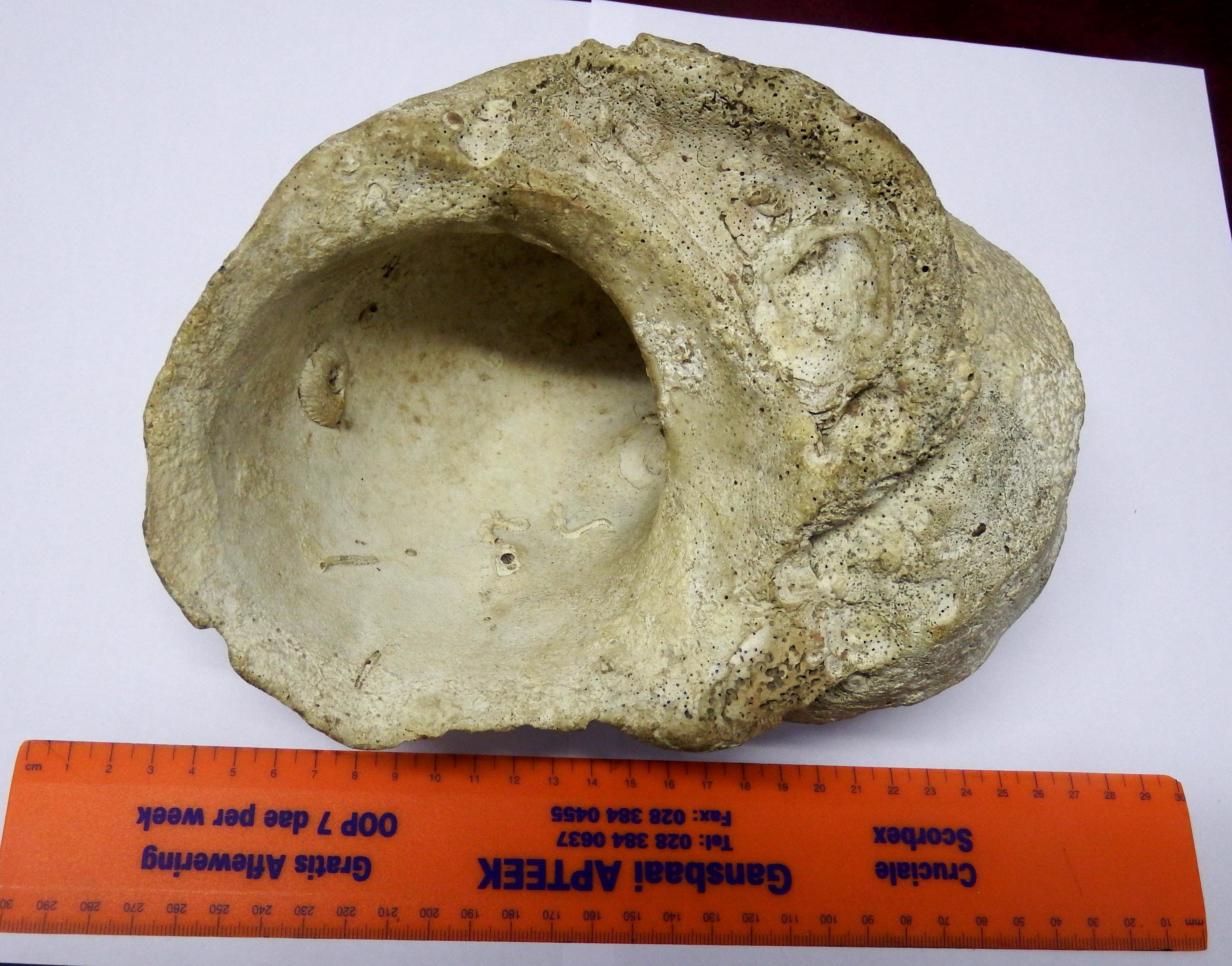 Reuse Alikreukel | Xplorio Gansbaai