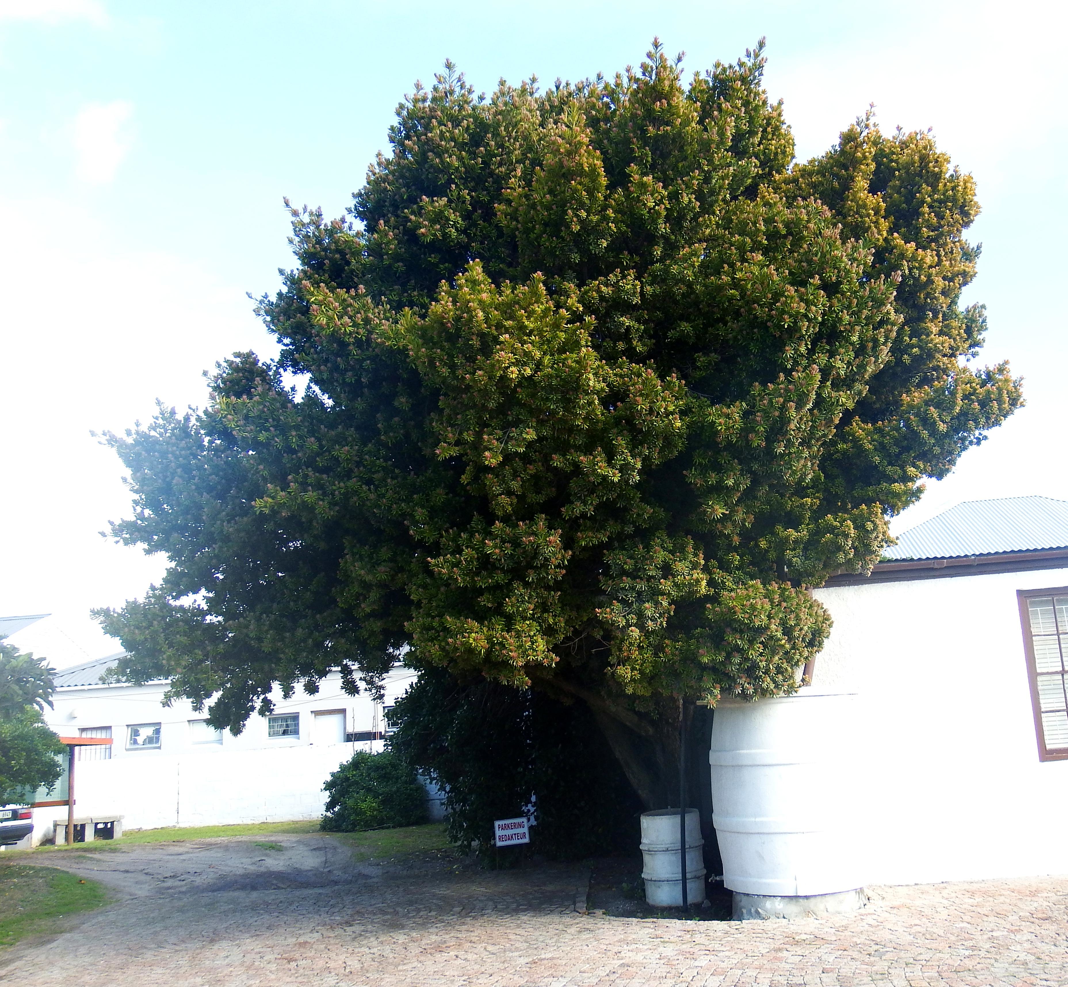 Enna se Geelhoutboom | Xplorio Gansbaai