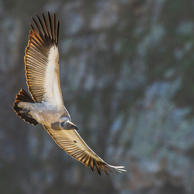 Cape L'Agulhas - Struisbaai Xplorio | Welcome to South Africa