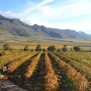 5 Spots to Visit when in Villiersdorp | Xplorio Villiersdorp