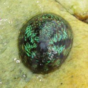 south African limpets