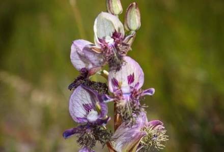 Gansbaai - Town Website - Xplorio™ Gansbaai