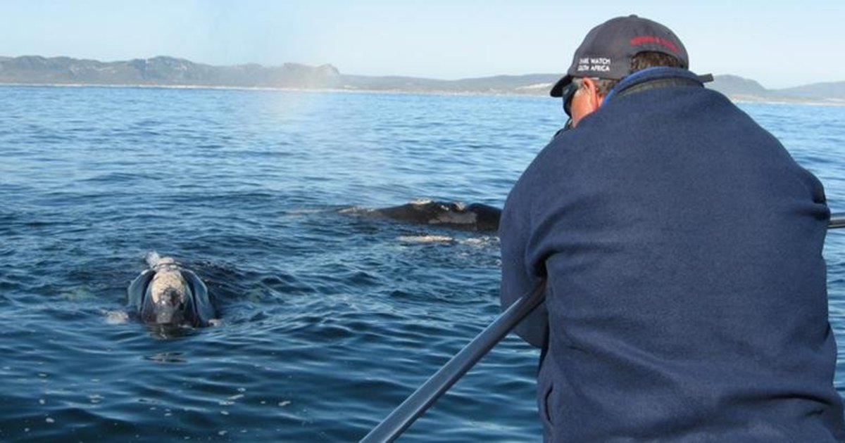 Wilfred Chivell awarded Honorary Lifetime Membership