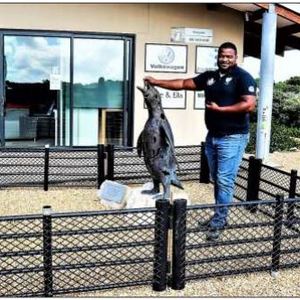 Virus Onder Wilde Seevoël Bevolking - Suidernuus / Southern Post ...