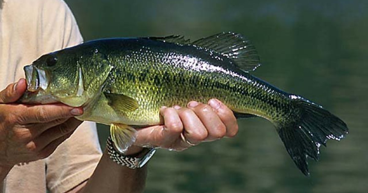 Vis vir die Gaanse | Gansbaai Explore